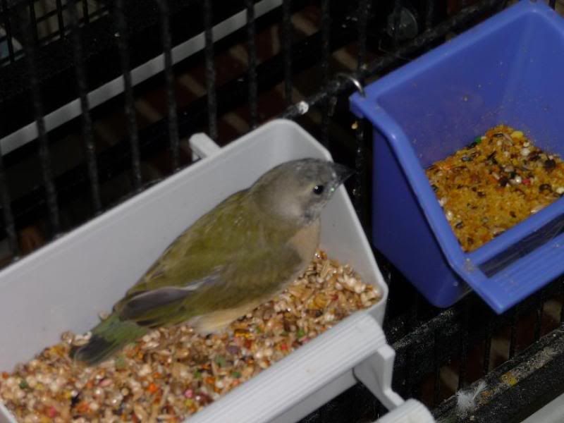 Finchforum • View Topic Gouldian Finch Breeding Season Uk